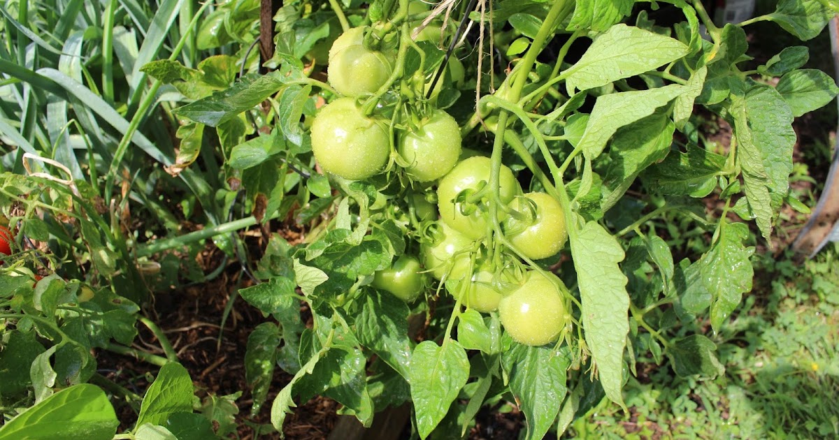 The Rusted Vegetable Garden