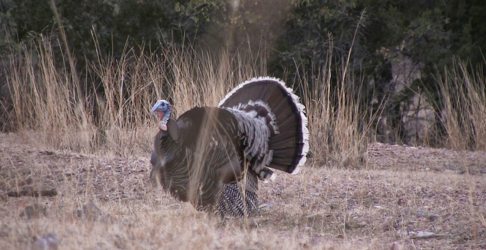 Goulds Turkey Hunt: 2014 Mexico Gould's Turkey Hunt-Peg and TJ Joiner