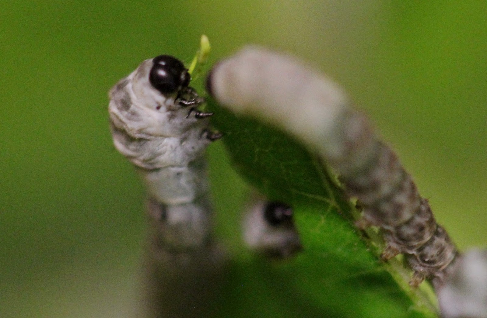 Amazing Silkworms: Anatomy of the Silkworm Larva (Part 2)
