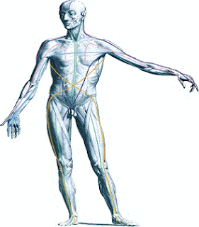 STRENGTH & CONDITIONING: Cerrando la brecha: desde la funcionalidad ...