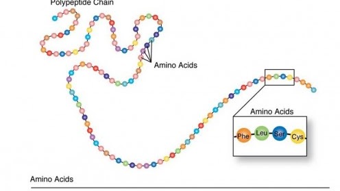 20 Amino Acids Names