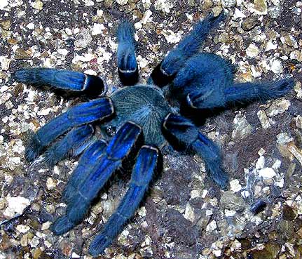 Animal Photo: Popular Tarantula Species