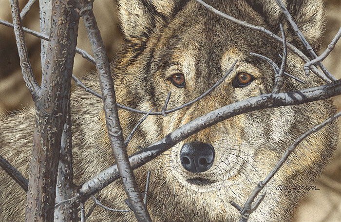 White Wolf : Judy Larson - Talented American Wildlife Artist