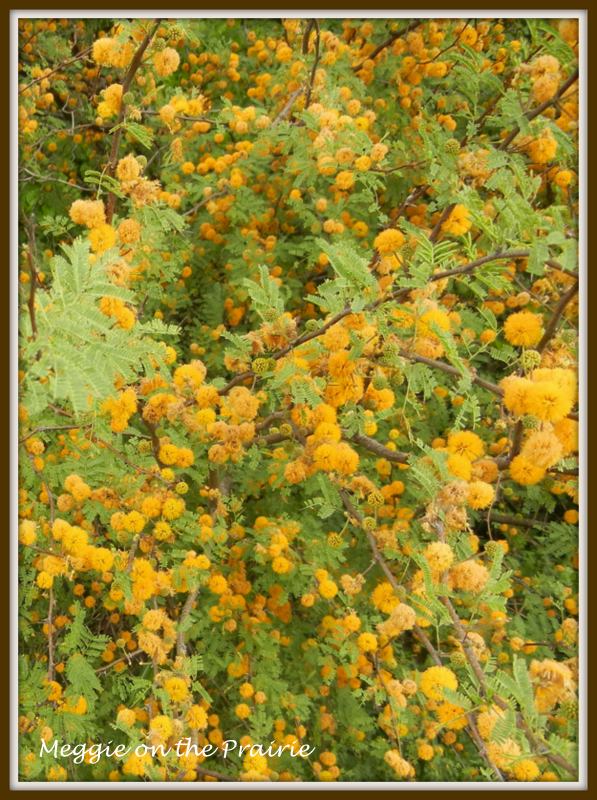 Meggie On The Prairie: What's in a Name.....