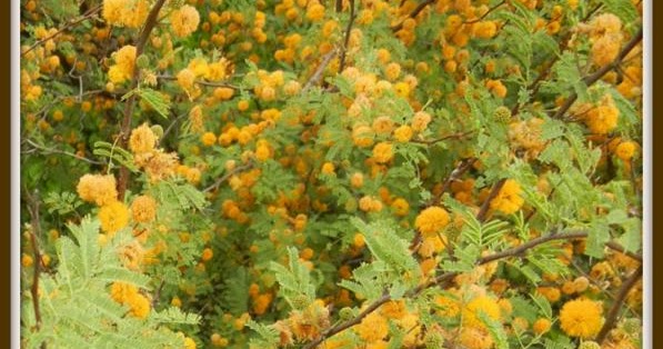 Meggie On The Prairie: What's in a Name.....