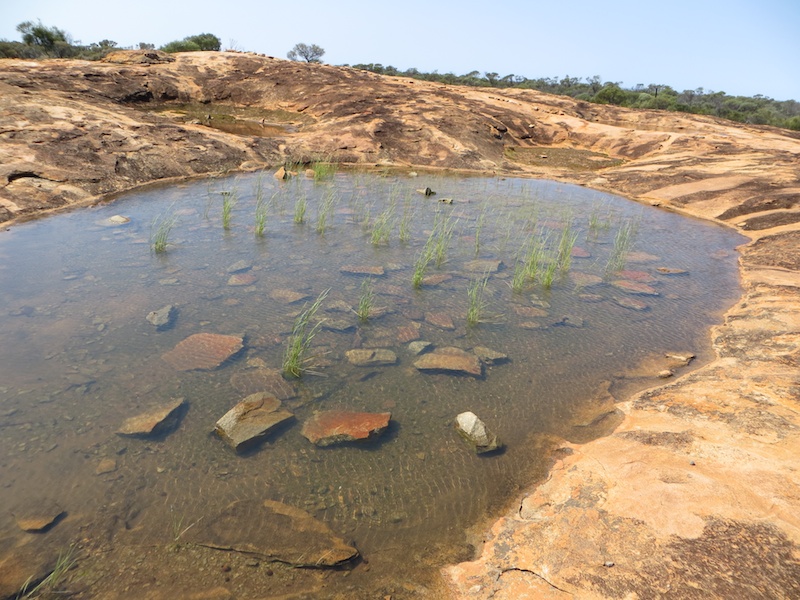 A Wandering Naturalist: Australia: The Camel Soak