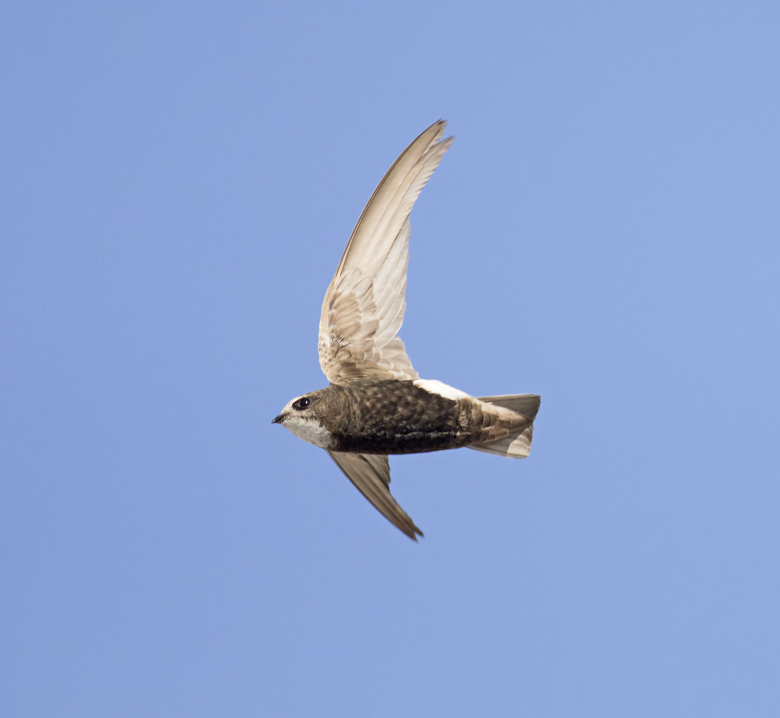 pewit: Little Swifts