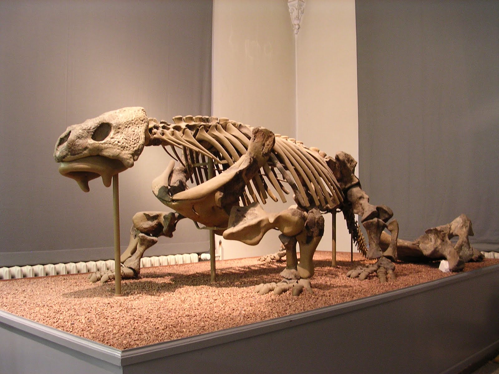 Blog de la Vida Prehistórica: Bradysaurus