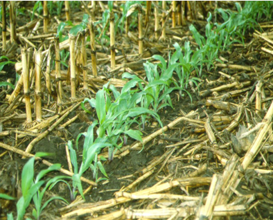 MEDIA PENYULUHAN: TEKNOLOGI IP 400 JAGUNG DENGAN RELAY PLANTING