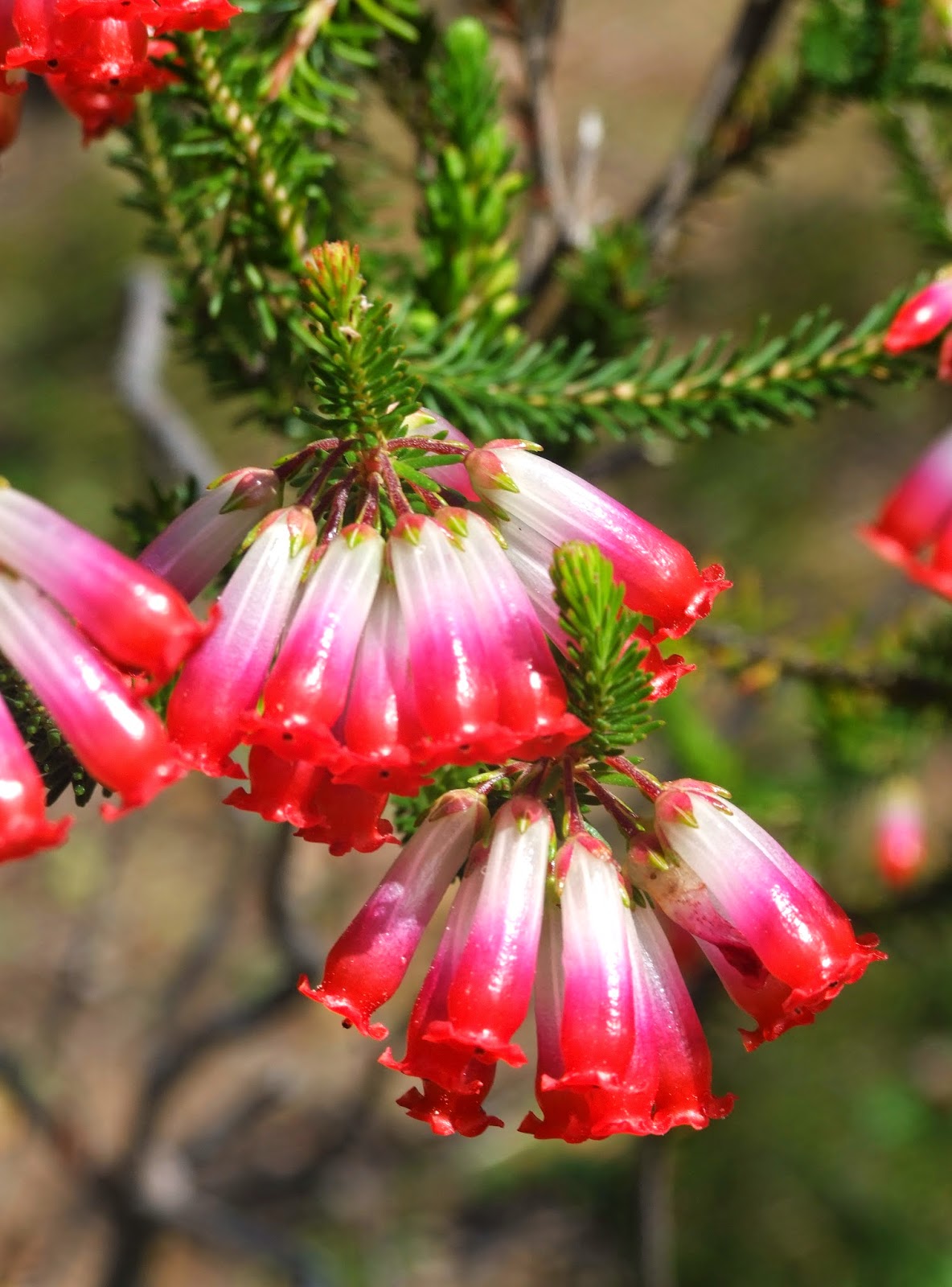 Fynbos Vegetation : Typical Fynbos Vegetation Cape Of Good Hope Reserve ...