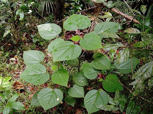 The Extraordinary Life of Samdaniel: Dendrocnide moroides - Gympie ...