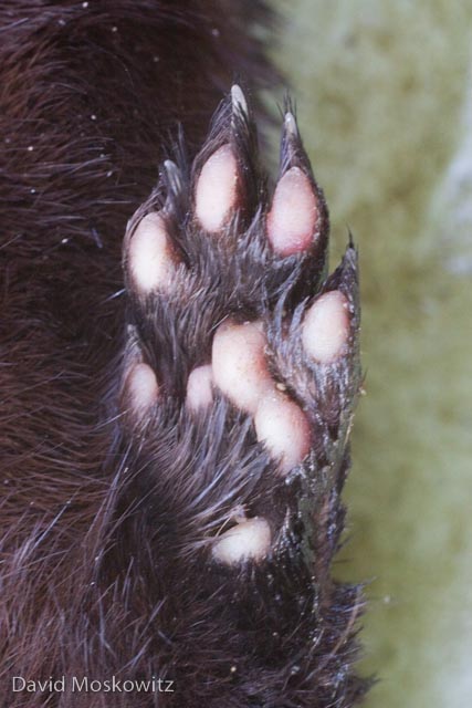 David Moskowitz Photography: Pacific Northwest Wildlife, Tracks ...