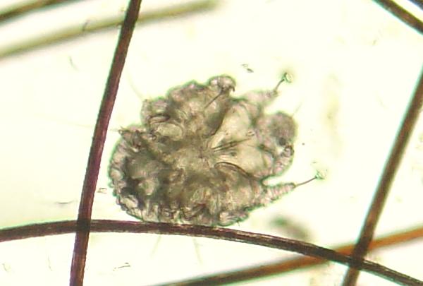 Musings of a Biologist and Dog Lover: Name that Disease #21