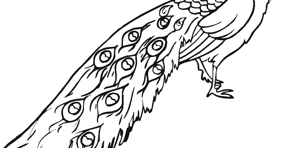 Kumpulan Gambar Burung Cendrawasih Sketsa Sketsabaru