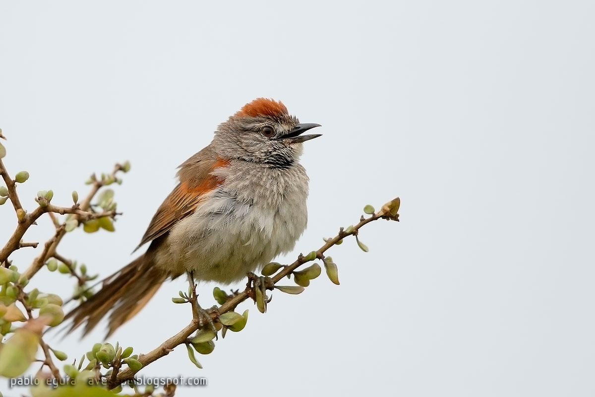 mis fotos de aves: Synallaxis albescens Pijui Cola Parda Pale-breasted ...