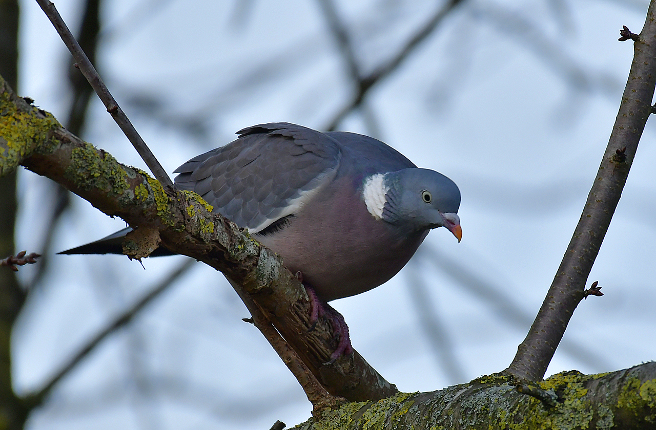 Jozef van der Heijden - Natuurfotografie: De Houtduif werkt een eikel ...