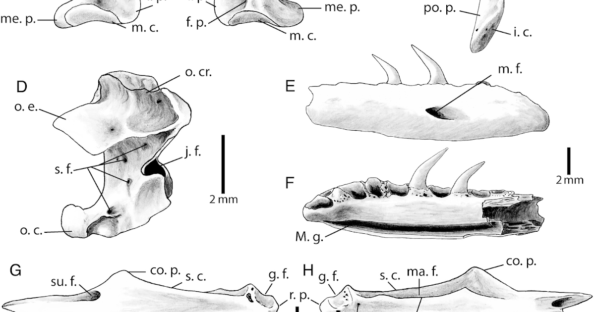 Sciency Thoughts: Boa blanchardensis: A dwarf Boid Snake from the ...