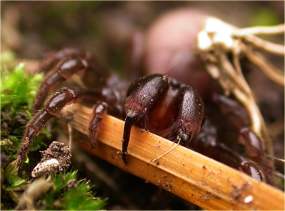 Arachnerds: Purse Web Spider - Atypus affinis