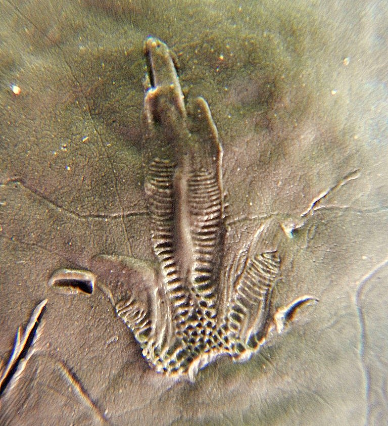 Notes from Alderleaf Wilderness College: Tracks & Sign of Reptiles ...