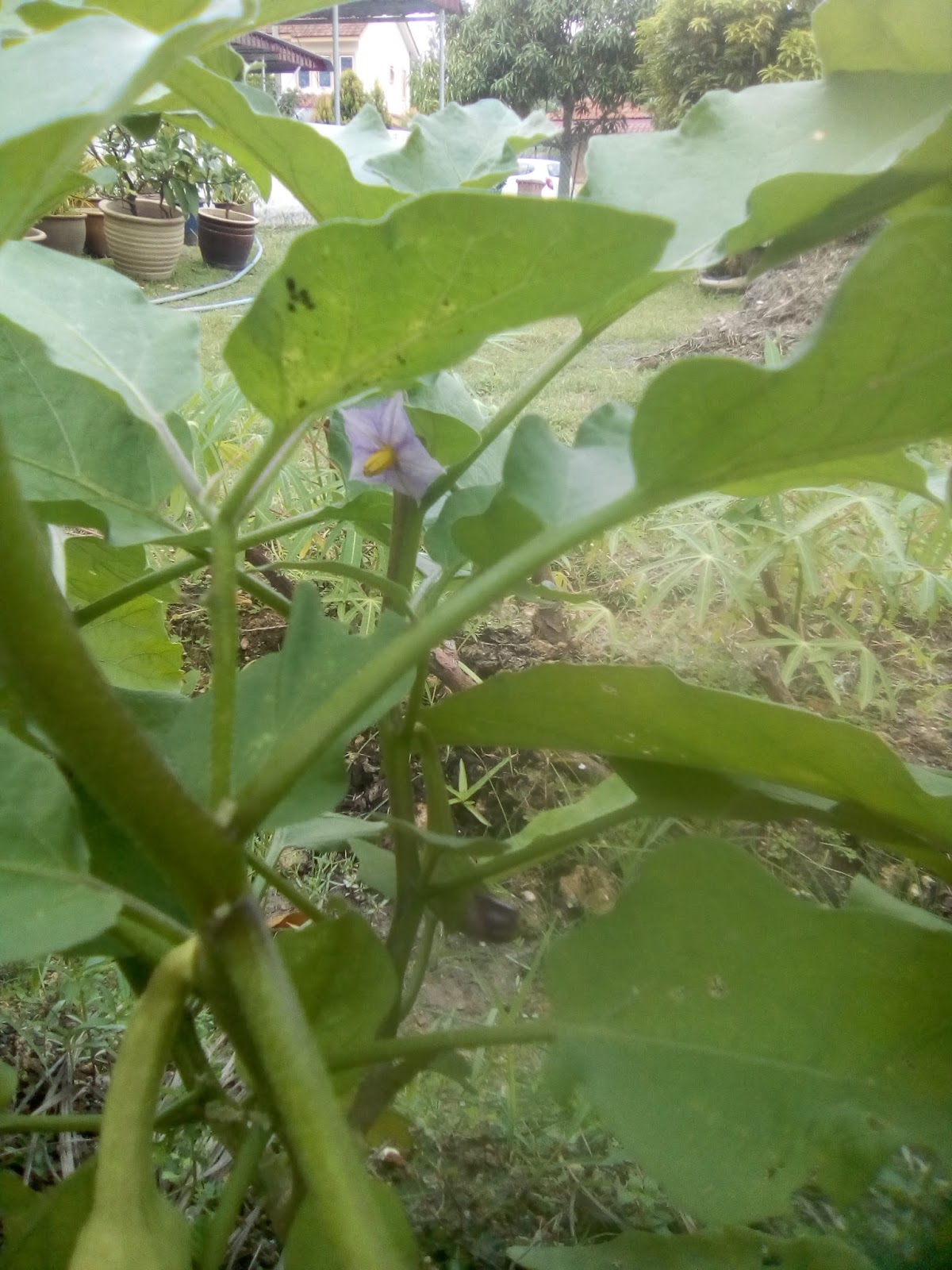 Jom Tanam Sayur ( JTS ) : Pokok Terung Ungu PanjangJom Tanam Sayur (JTS ...
