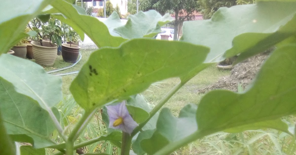 Jom Tanam Sayur ( JTS ) : Pokok Terung Ungu PanjangJom Tanam Sayur (JTS ...