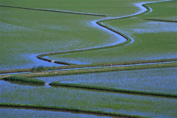 We Take A Look at Rough Rice Futures (Video) | Zero Hedge | Zero Hedge