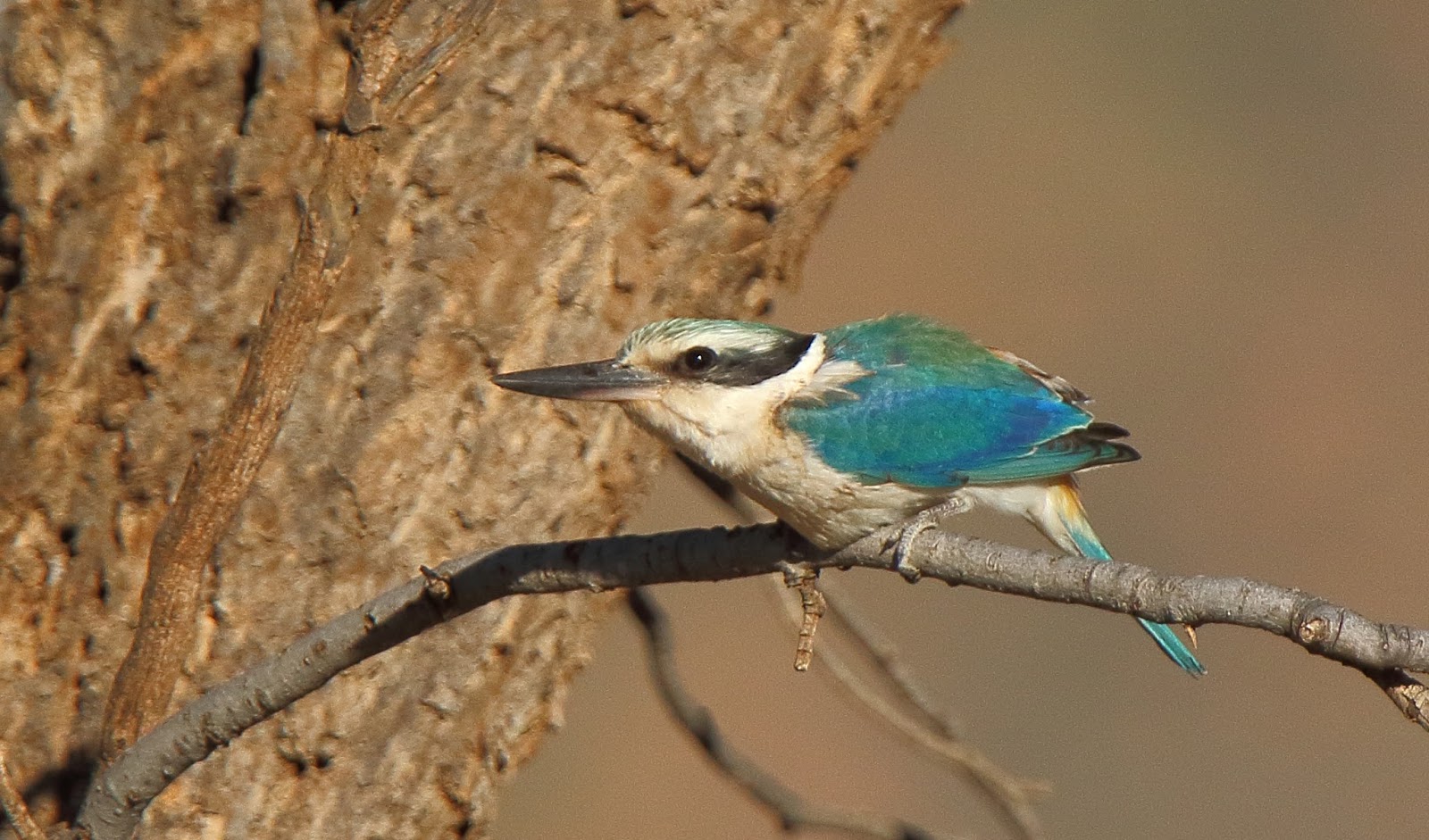 Richard Waring's Birds of Australia: Red-backed Kingfisher in the ...