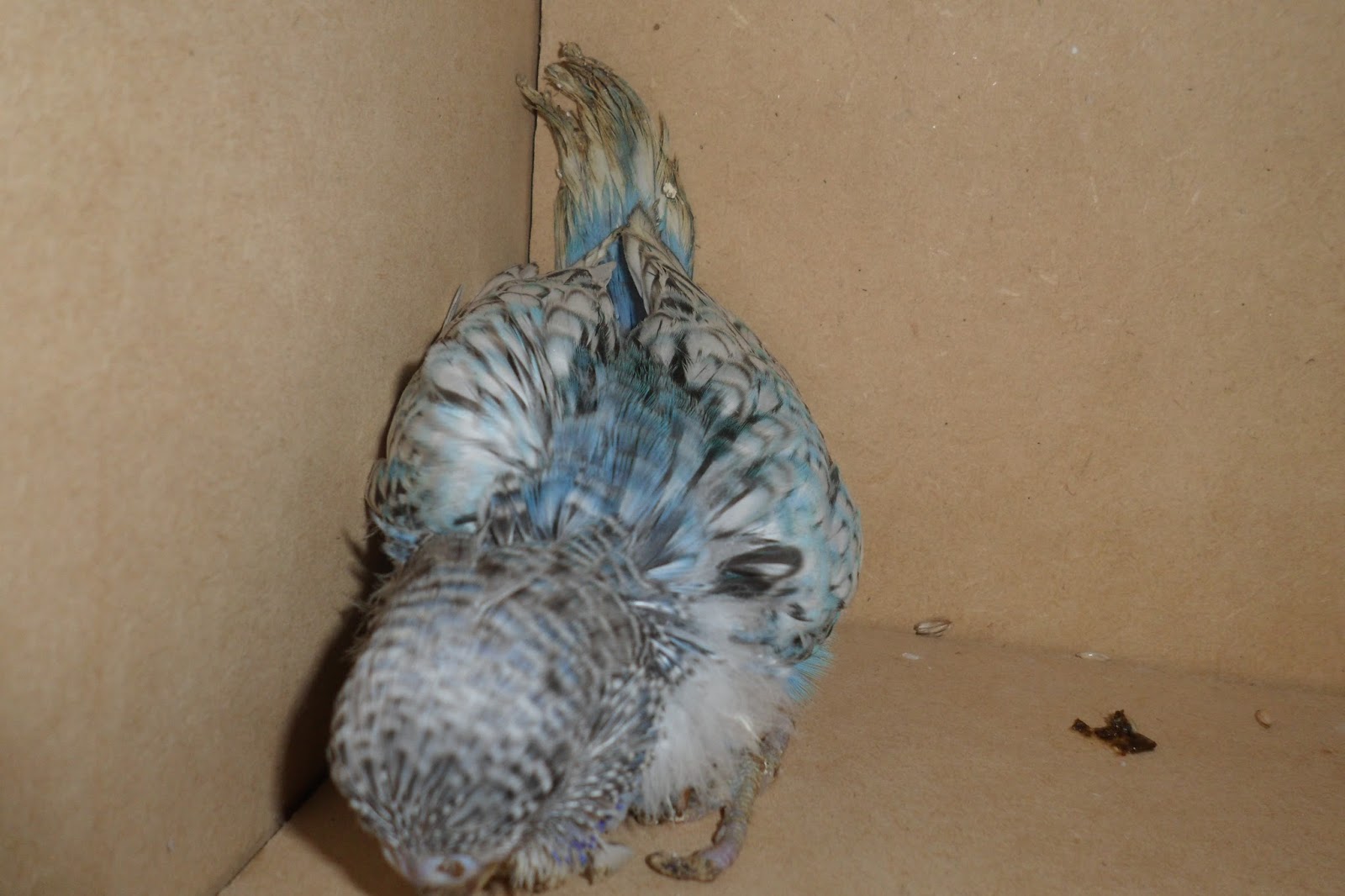 Criadero Cotorras Australianas: Pichones De Periquitos