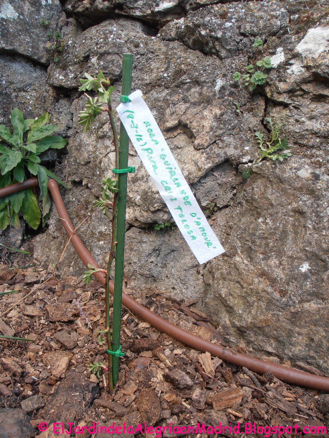 El jardín de la alegría : Reproducir rosales (I) Cómo realizar un acodo ...