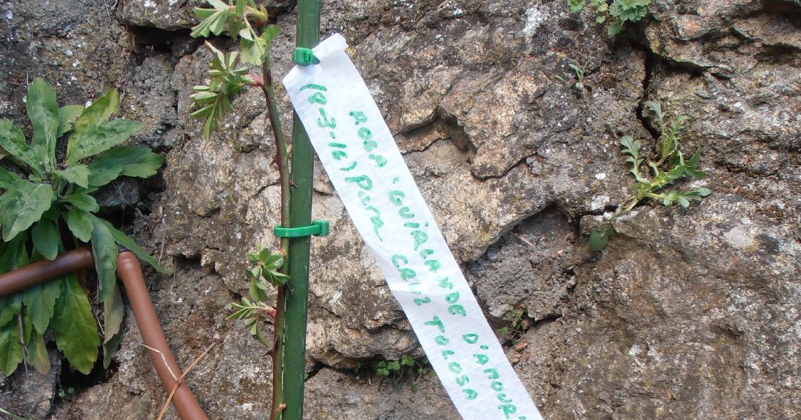 El jardín de la alegría : Reproducir rosales (I) Cómo realizar un acodo ...