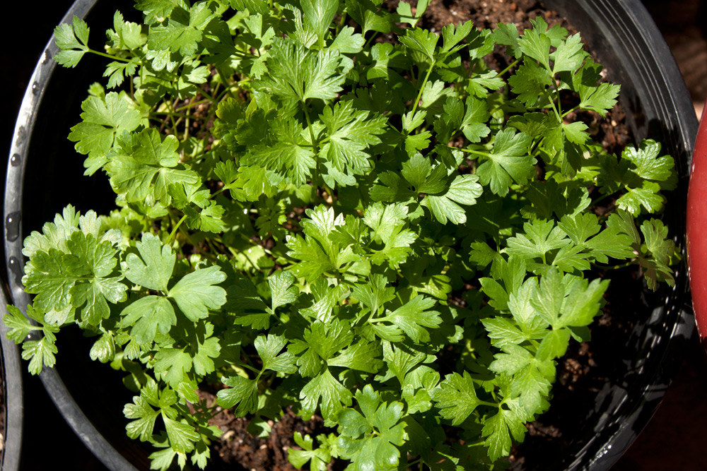 Plain Parsley ~ Adventures in Gardening Pohnpei, Micronesia