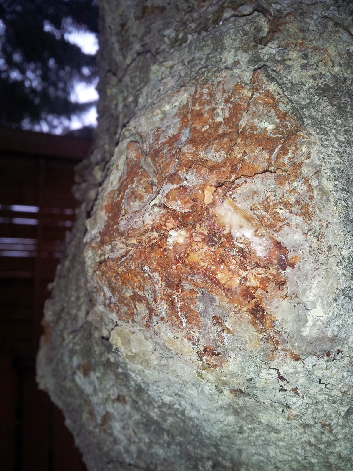 Musings of Musang: Chewing spruce (Picea glauca) gum