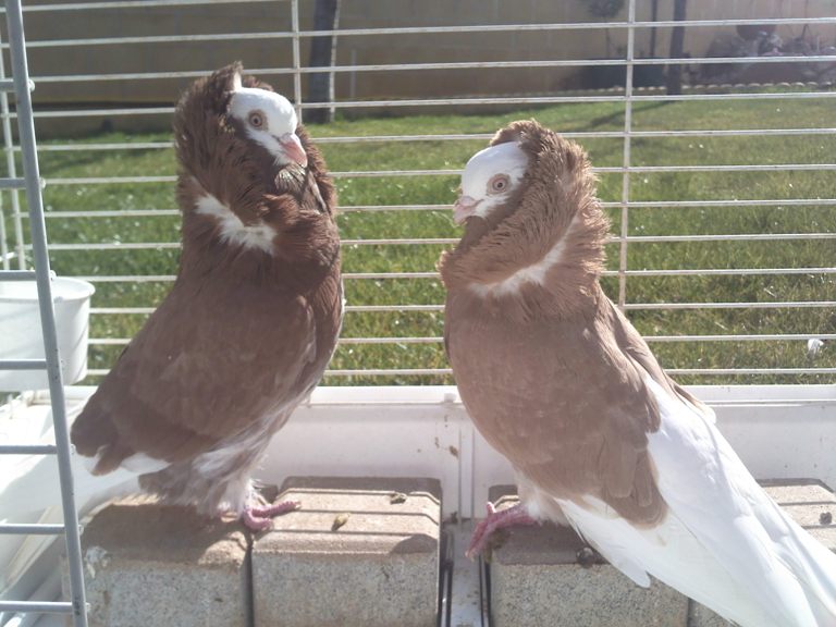 GREGORIO LAS MENSAJERAS Y PESCA ARGAMASILLA DE CALATRAVA: RAZAS DE ...