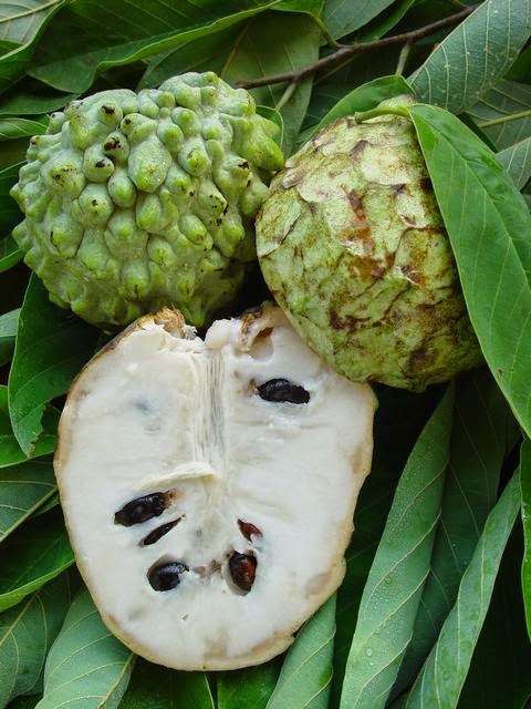 Buah Nona - Annona reticulata l | Tanaman hias bunga dan buah-buahan