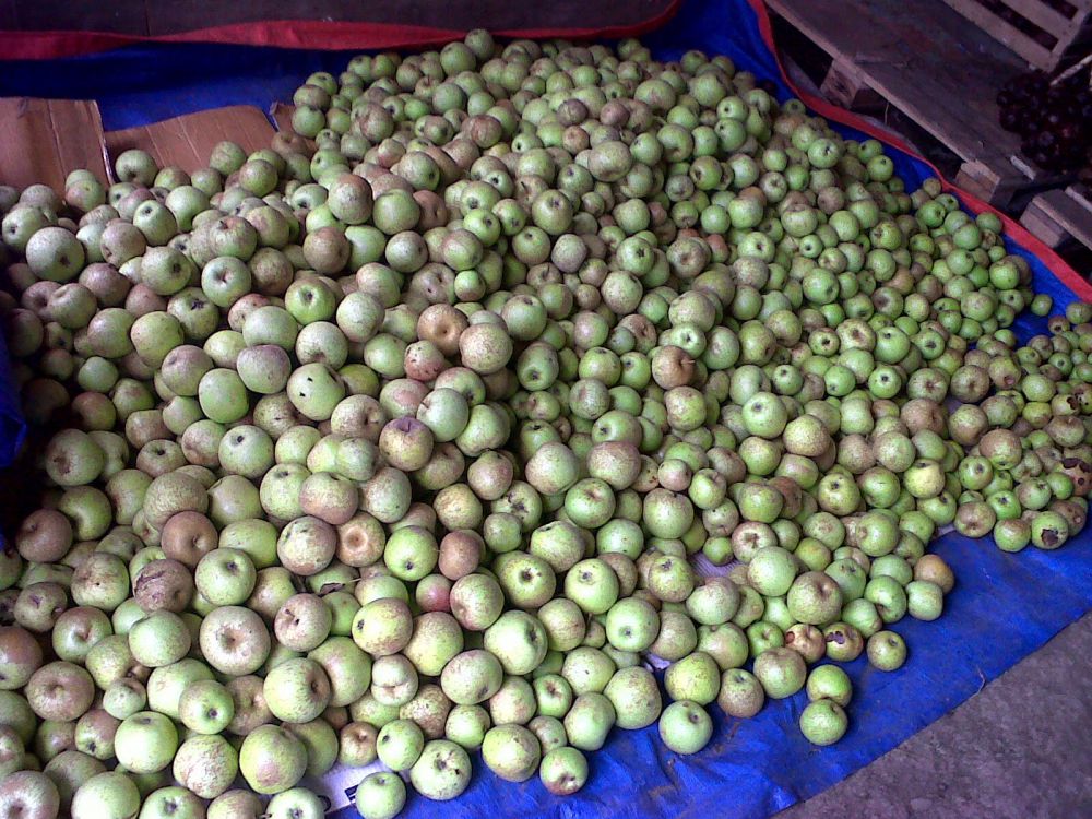 TIPSku: Semua Tentang Buah Apel, Klasifikasi, Jenis dan Manfaat