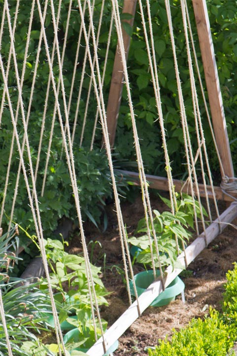 Gartenblog Geniesser-Garten : Gemuesegarten im Mai