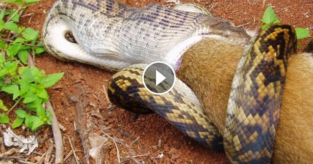LETEST VIRAL VIDEO ANACONDA EAT ALIVE ANIMAL !!!! - 5-STAR