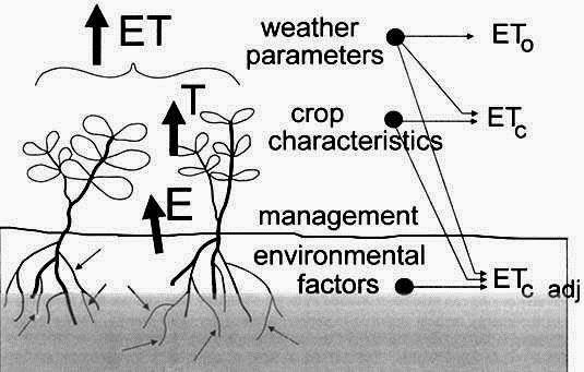 EVAPORATION, TRANSPIRATION & INFILTRATION: EVAPOTRANSPIRATION