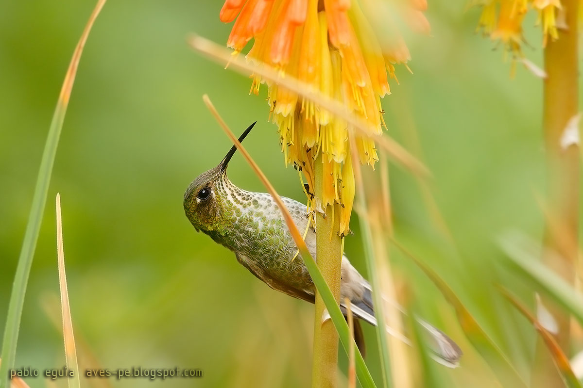 mis fotos de aves: Sappho sparganurus Picaflor Cometa Red-tailed Comet