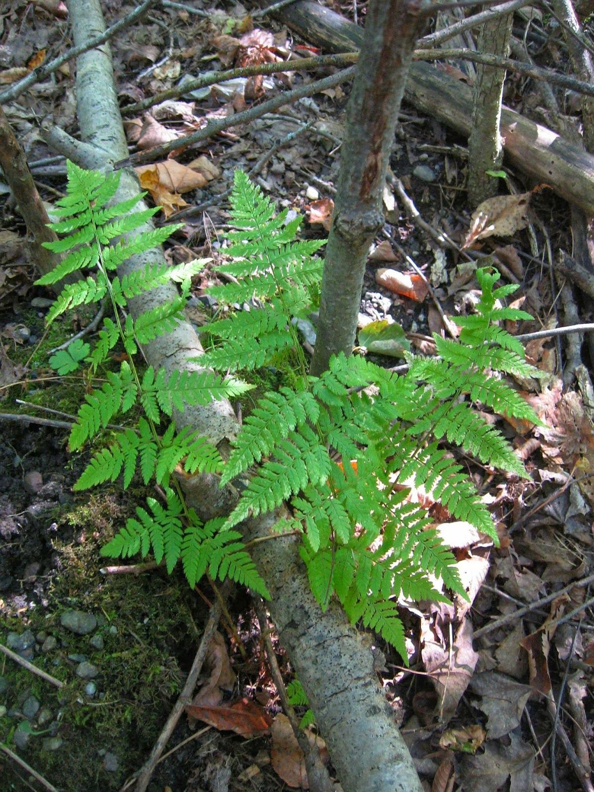 Tangled Web: The Ferns of the East