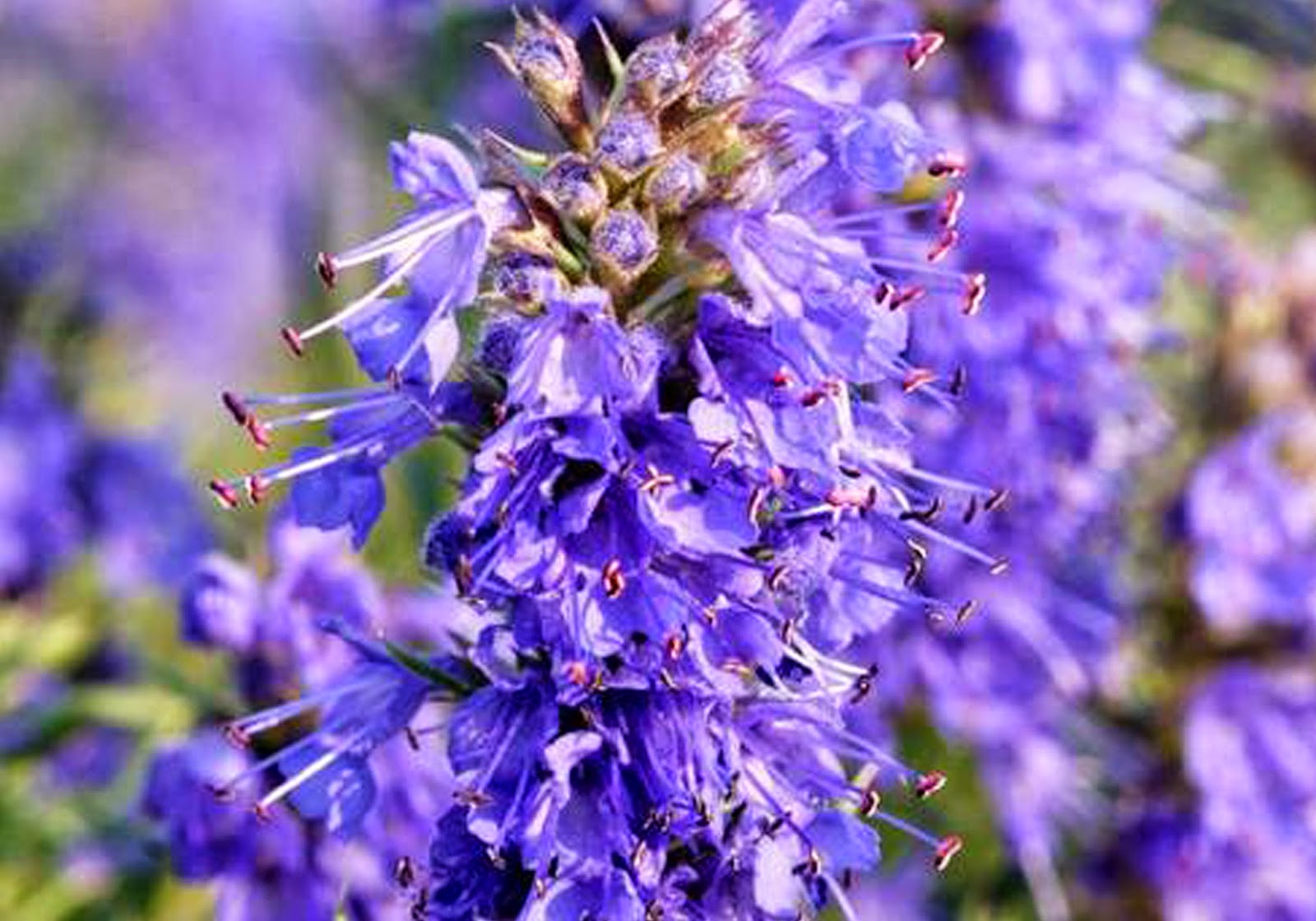 PLANTAS MEDICINALES A TU SALUD: HISOPO