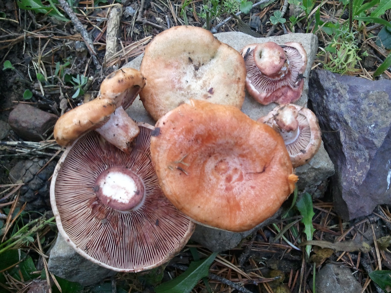 BLOG * SANTA ANA * SABI: ÉPOCA DE ROBELLONES