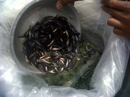 Harga Benih Ikan patin - Jual benih ikan patin murah