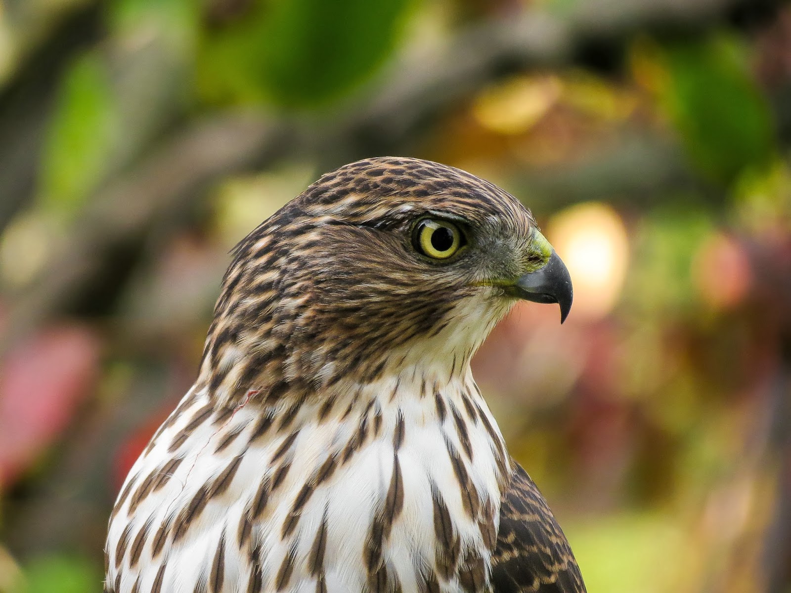 THE BIRD HOUSE: COOPER'S HAWK: 10/26/2013