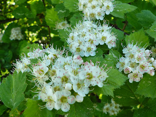 Травы Байкала.: Боярышник кроваво-красный - Crataegus sanguinea Pall.