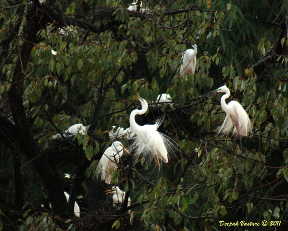 Pakshi Loka: Mandagadde during Monsoon