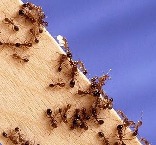 DIARI ALYA: BEDAK MUNTAH BELUT BANTU MERAWAT GIGITAN SERANGGA SEMUT API ...