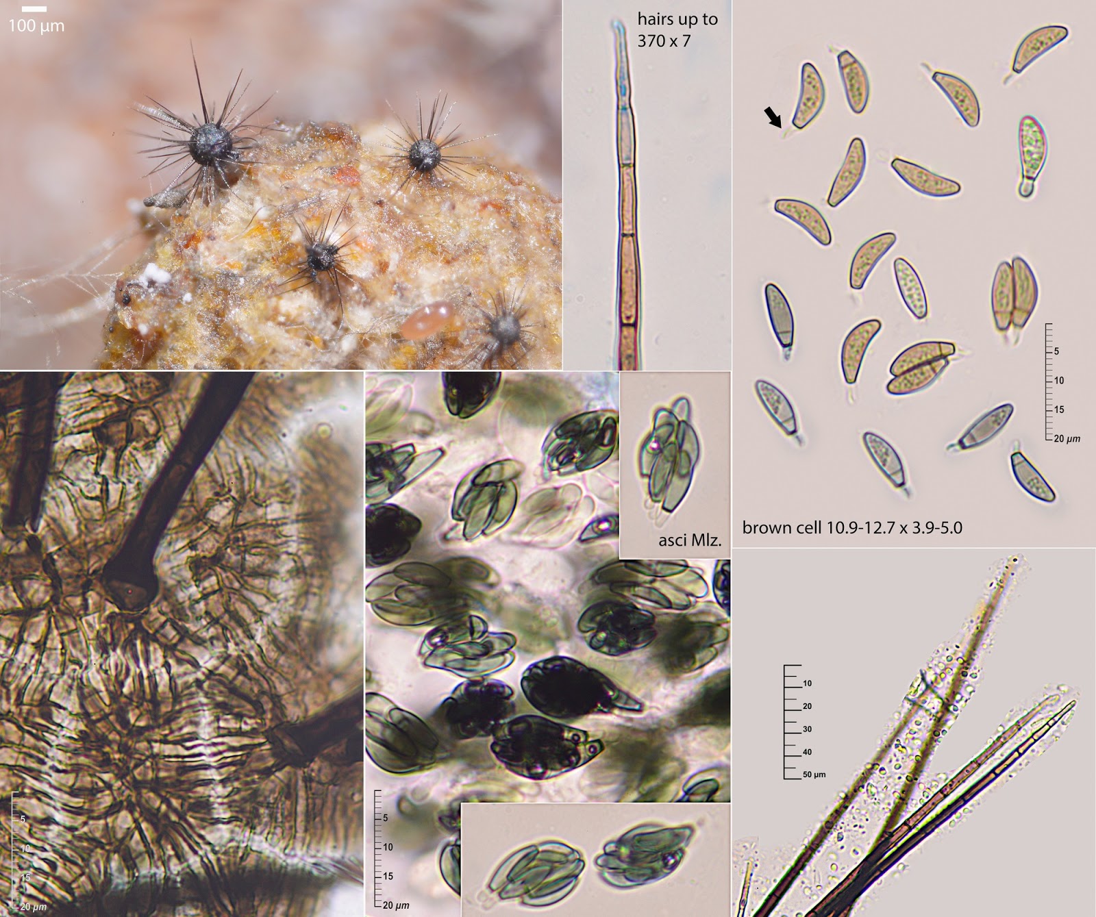 Diffractella curvata (Fuckel) Guarro, P.F. Cannon & Aa • CEMAS