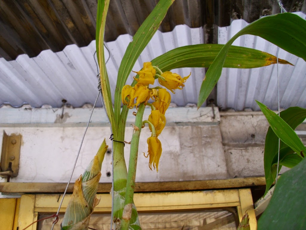 ORQUIDEAS DE MAVIPOL: Mormodes maculata variedad unicolor