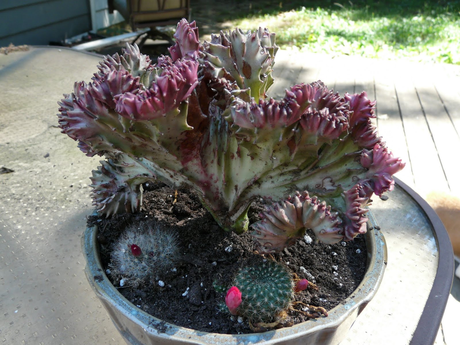 Here's What Let's Do: Cactus Update